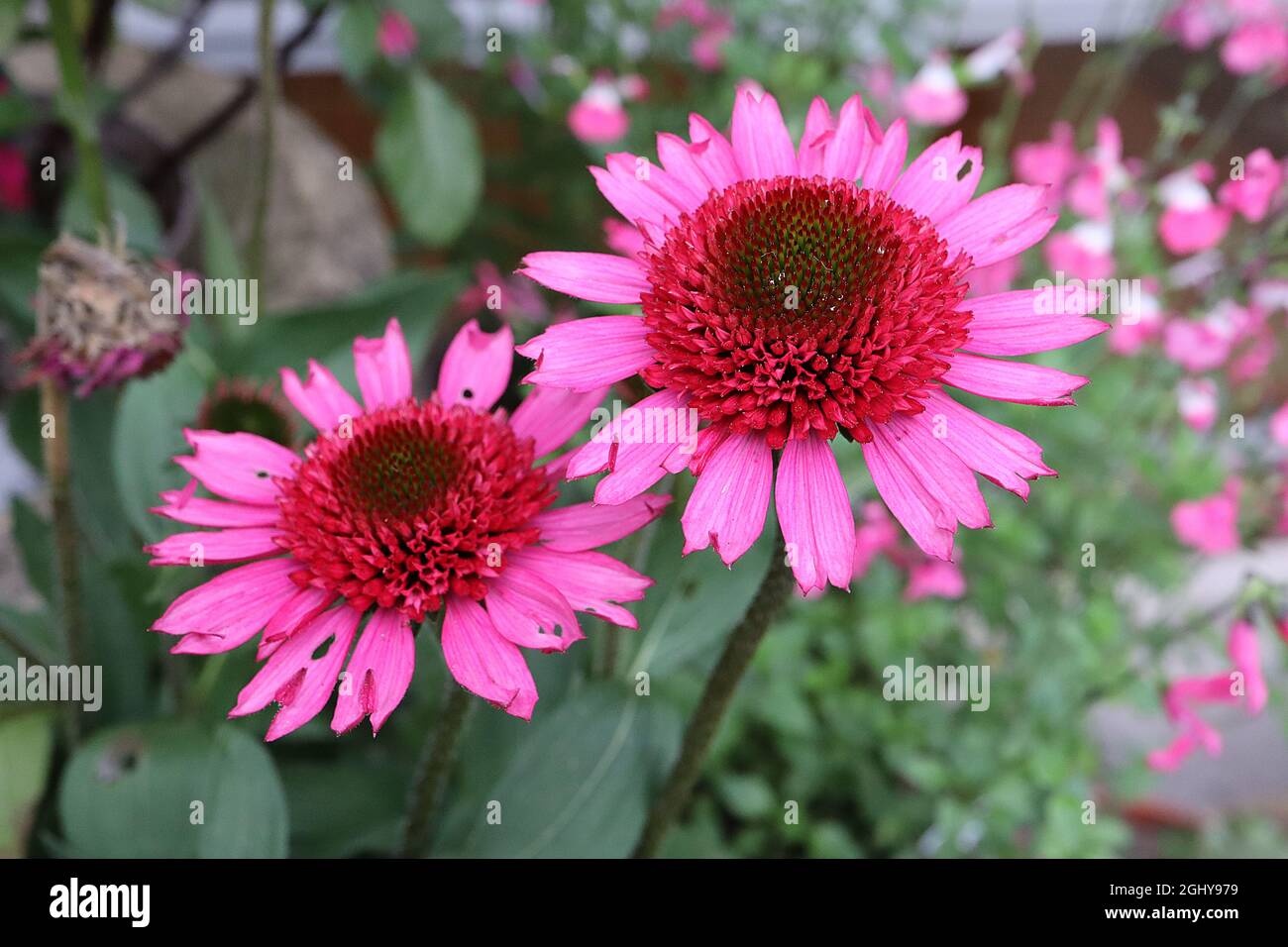 Echinacea purpurea noortdeli hi-res stock photography and images - Alamy