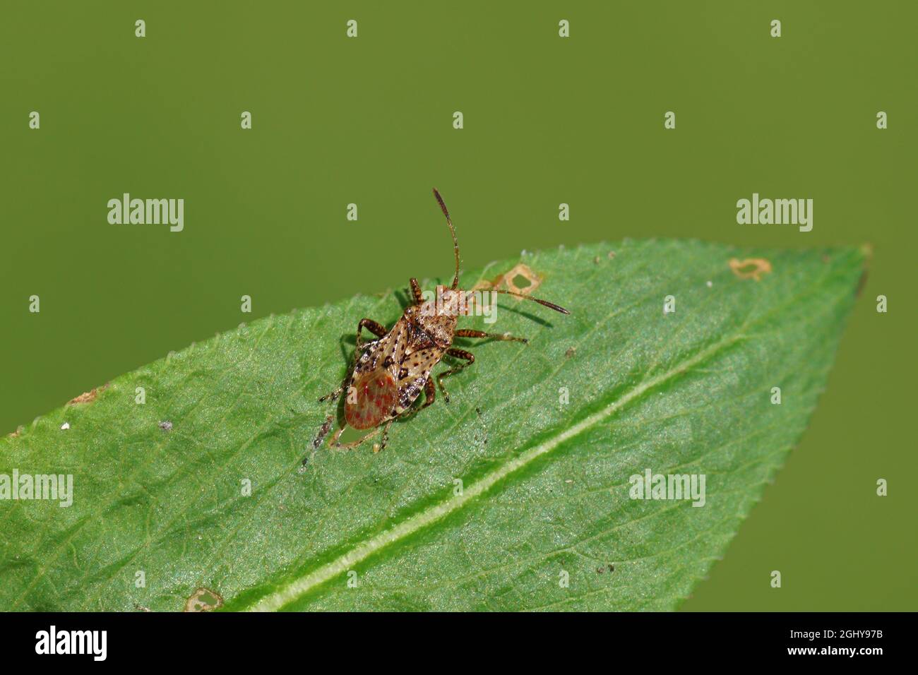 Bug Rhopalus subrufus, family Scentless Plant Bugs (Rhopalidae). Close ...
