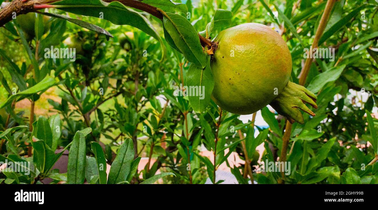 Pomegranate tree hi-res stock photography and images - Alamy