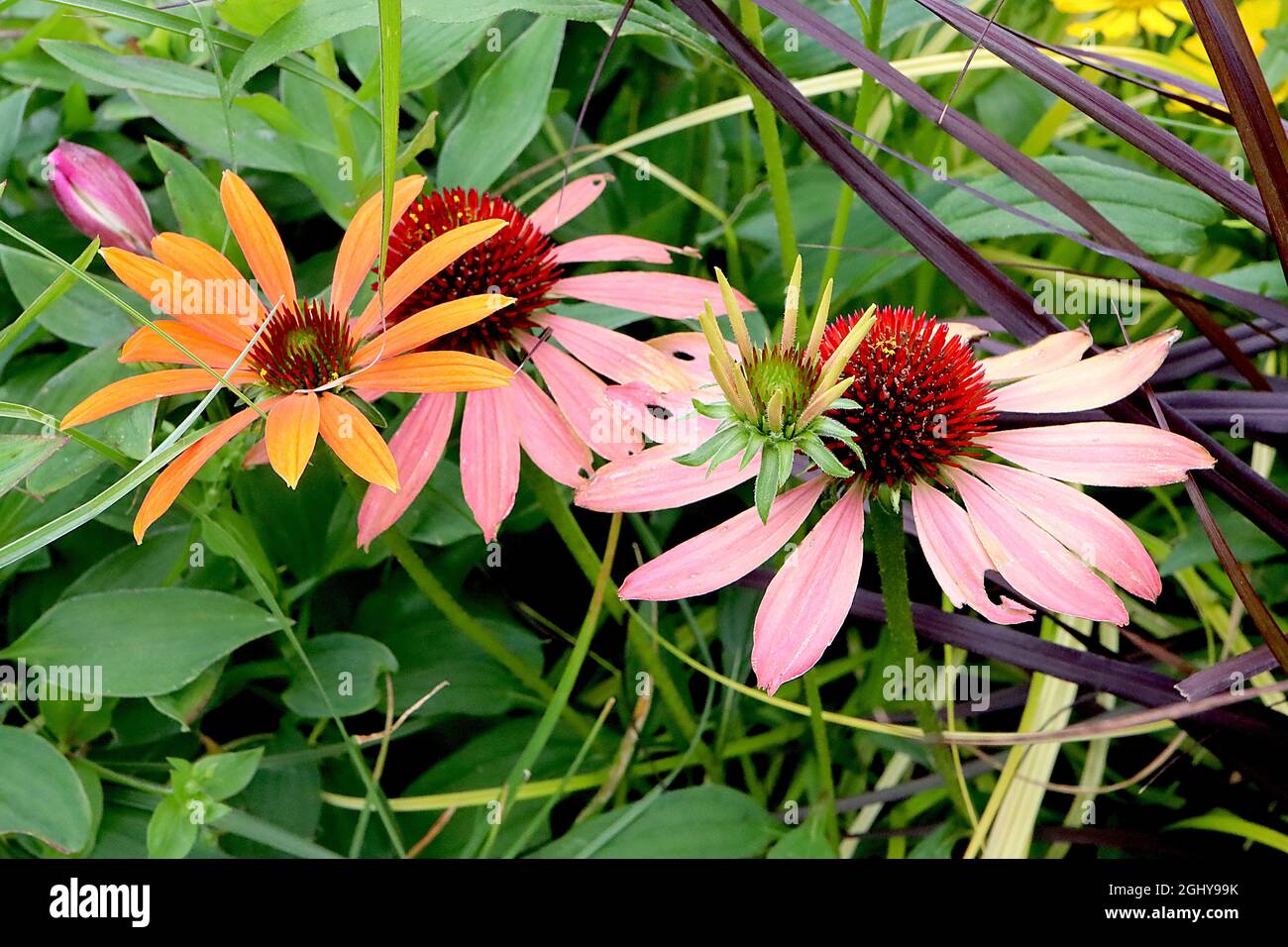 Echinacea purpurea / coneflower ‘Kismet Intense Orange’, Echinacea ...