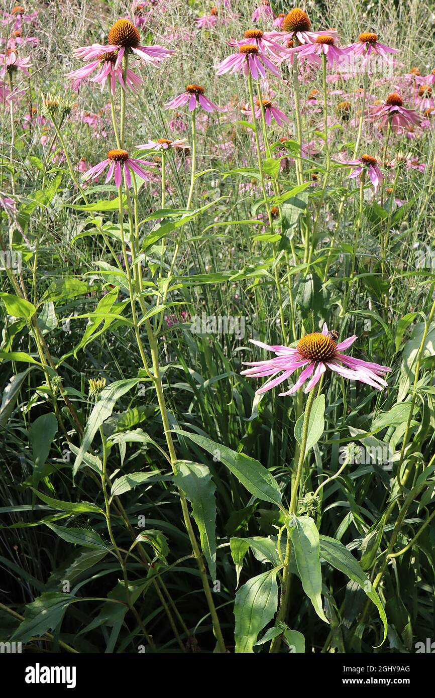 Echinacea purpurea ‘Magnus’ Coneflower Magnus - deep pink petals and ...