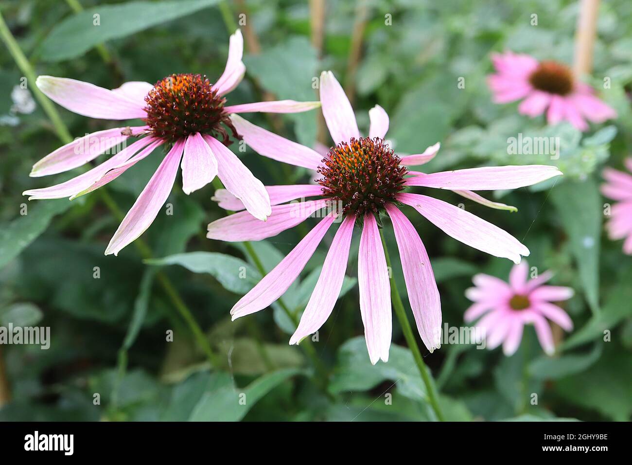 Tall cone shaped centre hi-res stock photography and images - Alamy