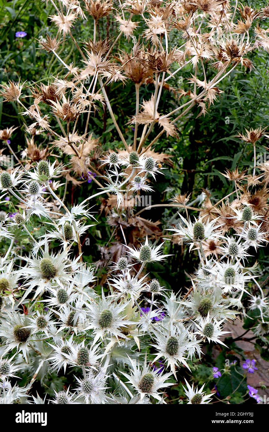 Silver ghost hi-res stock photography and images - Alamy