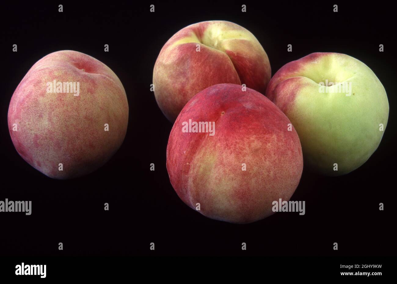 STUDIO IMAGE OF FRAGAR PEACHES (WHITE-FLESHED) A HERITAGE PEACH OF ...