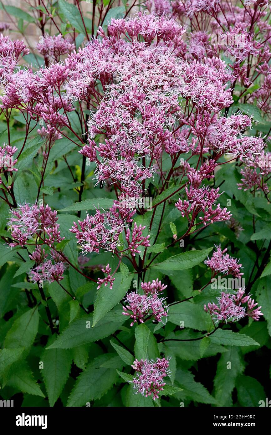 Eupatorium Maculatum Flower