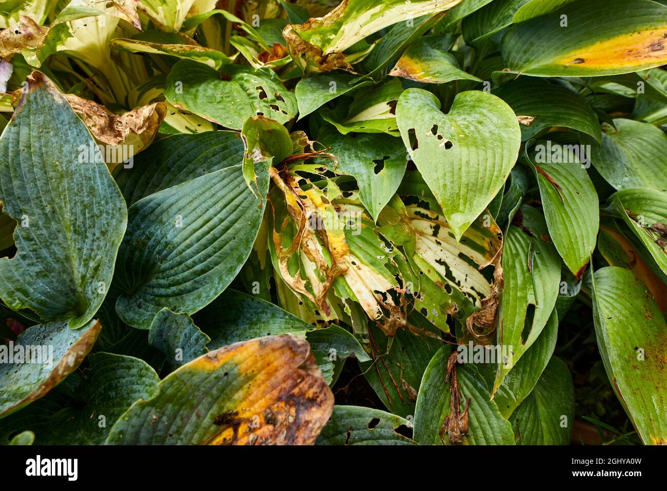 Autumnal Hosta plants showing yellowing and snail damage Stock Photo ...