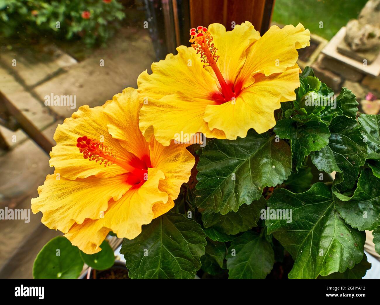 Yellow tube flowers hi-res stock photography and images - Alamy