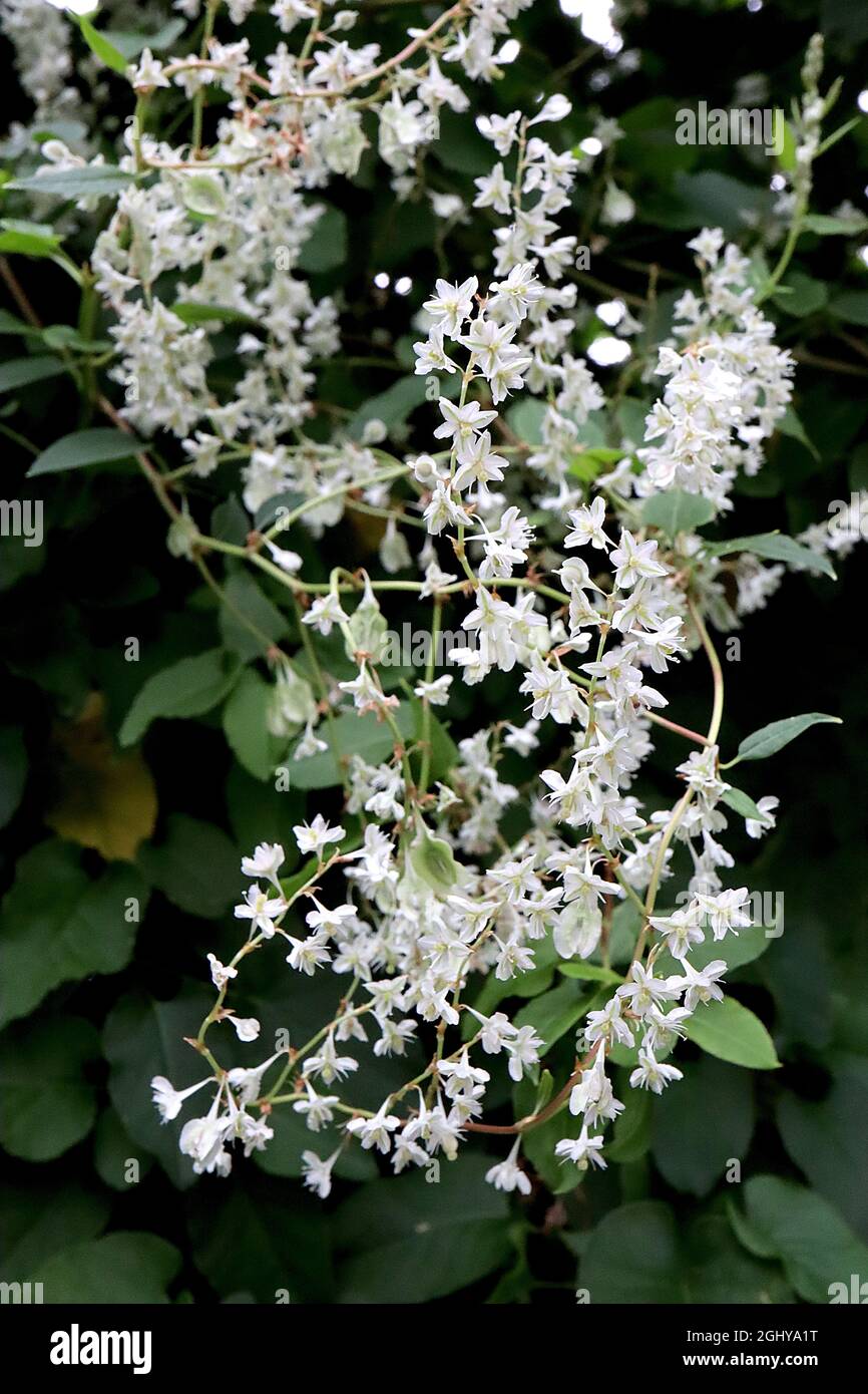 Russian vine uk hi-res stock photography and images - Alamy