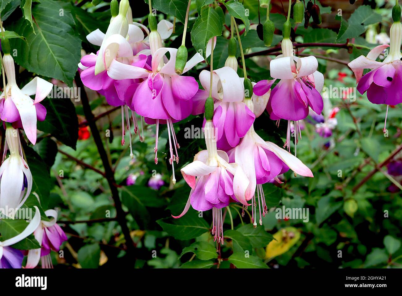 Fuchsia ‘Delta’s Sarah’ Double violet tube and reflexed white sepals ...