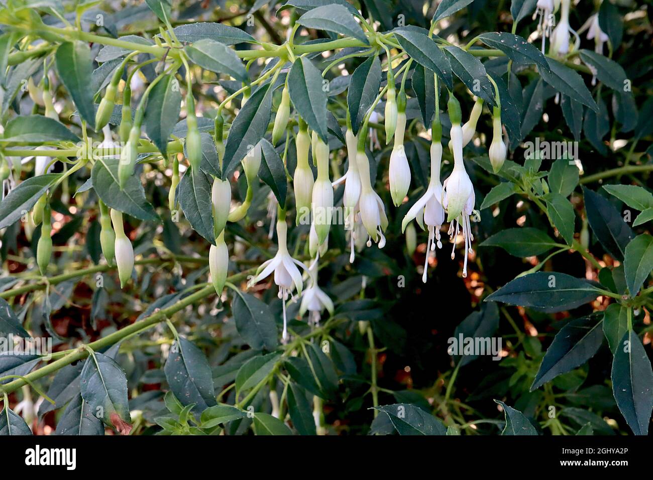Green tipped sepals hi-res stock photography and images - Alamy