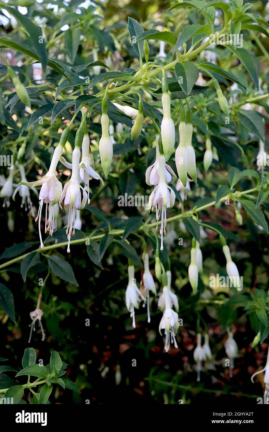 Fuchsia ‘Hawkshead’ White tube and green-tipped white sepals, August ...