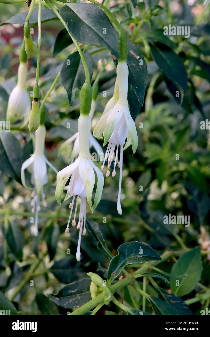 Green tipped sepals hi-res stock photography and images - Alamy