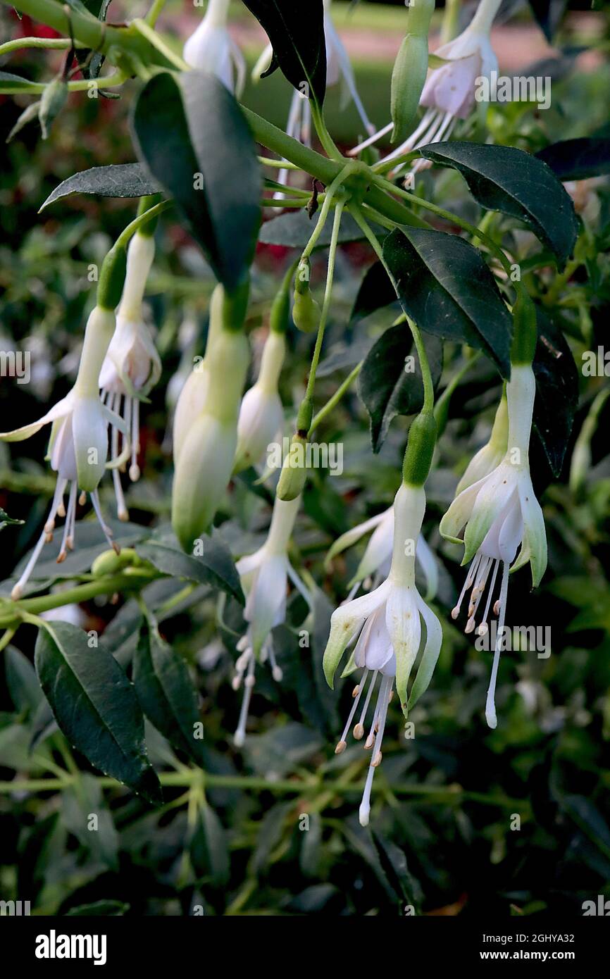 Downturned flowers hi-res stock photography and images - Alamy