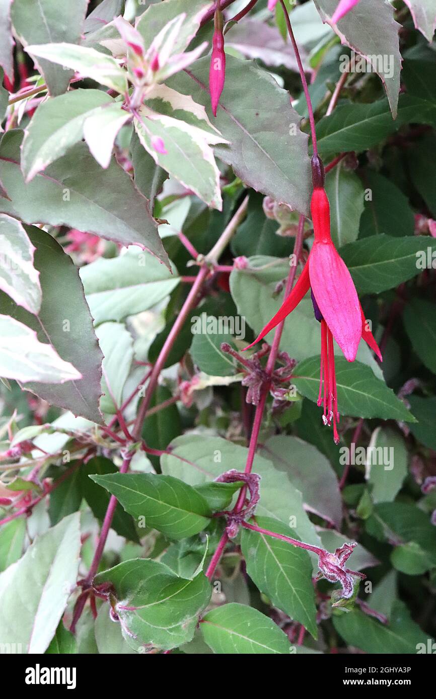 Fuchsia magellanica var gracilis versicolor hi-res stock photography ...
