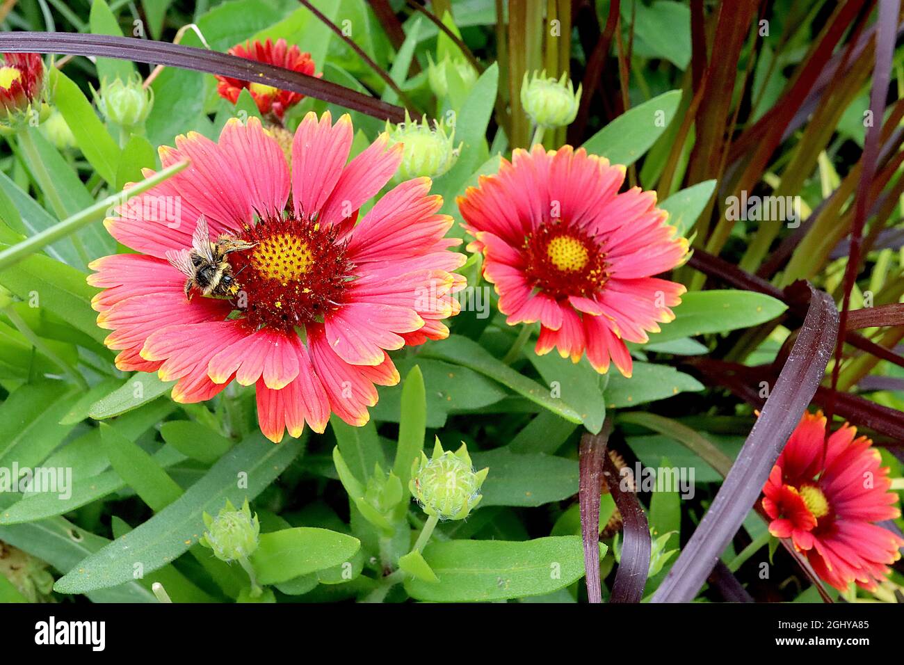 Gaillardia x grandiflora ‘Red Shades’ blanket flower Red Shades – red ...