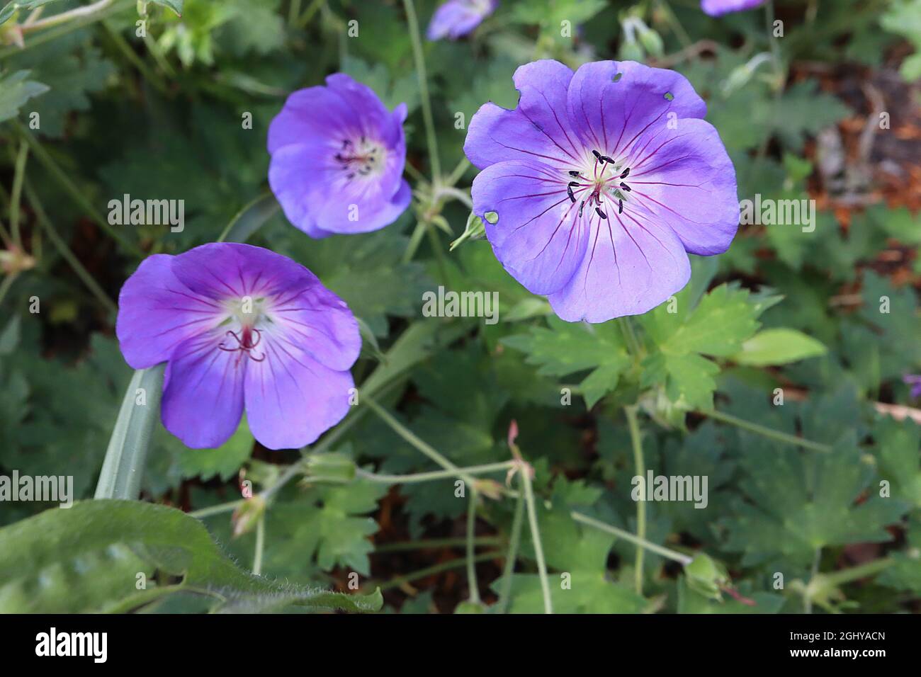 Geranium ‘Rozanne’ Geranium Gerwat – violet blue flowers with white ...