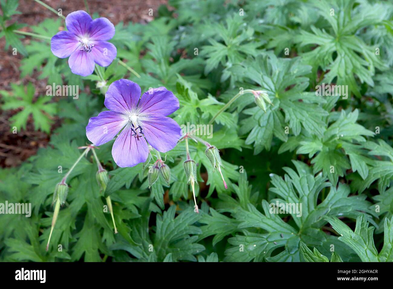 Geranium ‘Rozanne’ Geranium Gerwat – violet blue flowers with white ...