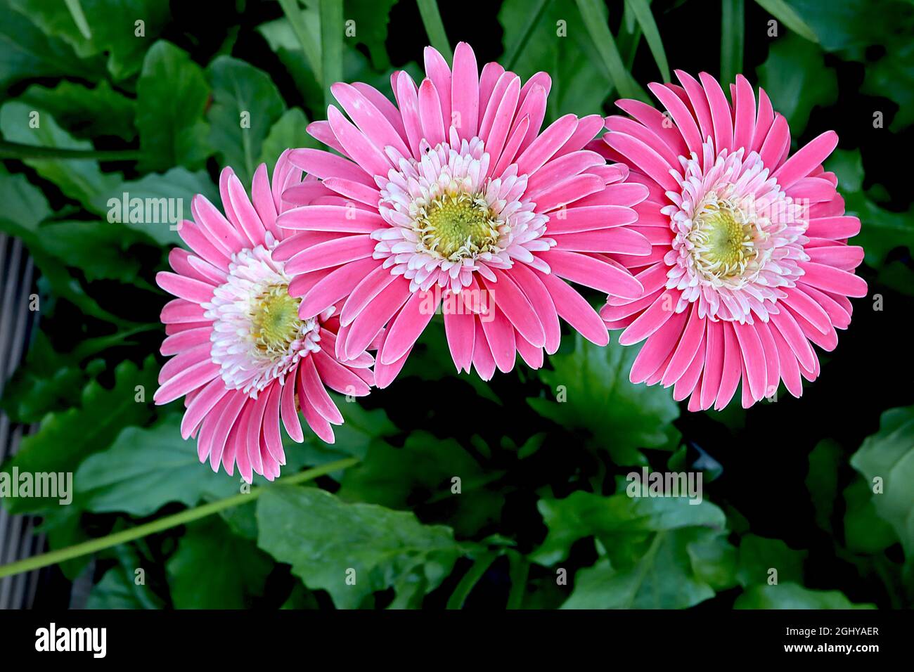 Gerbera ‘Garvinea Sweet Memories’ Transvaal daisy Sweet Memories ...