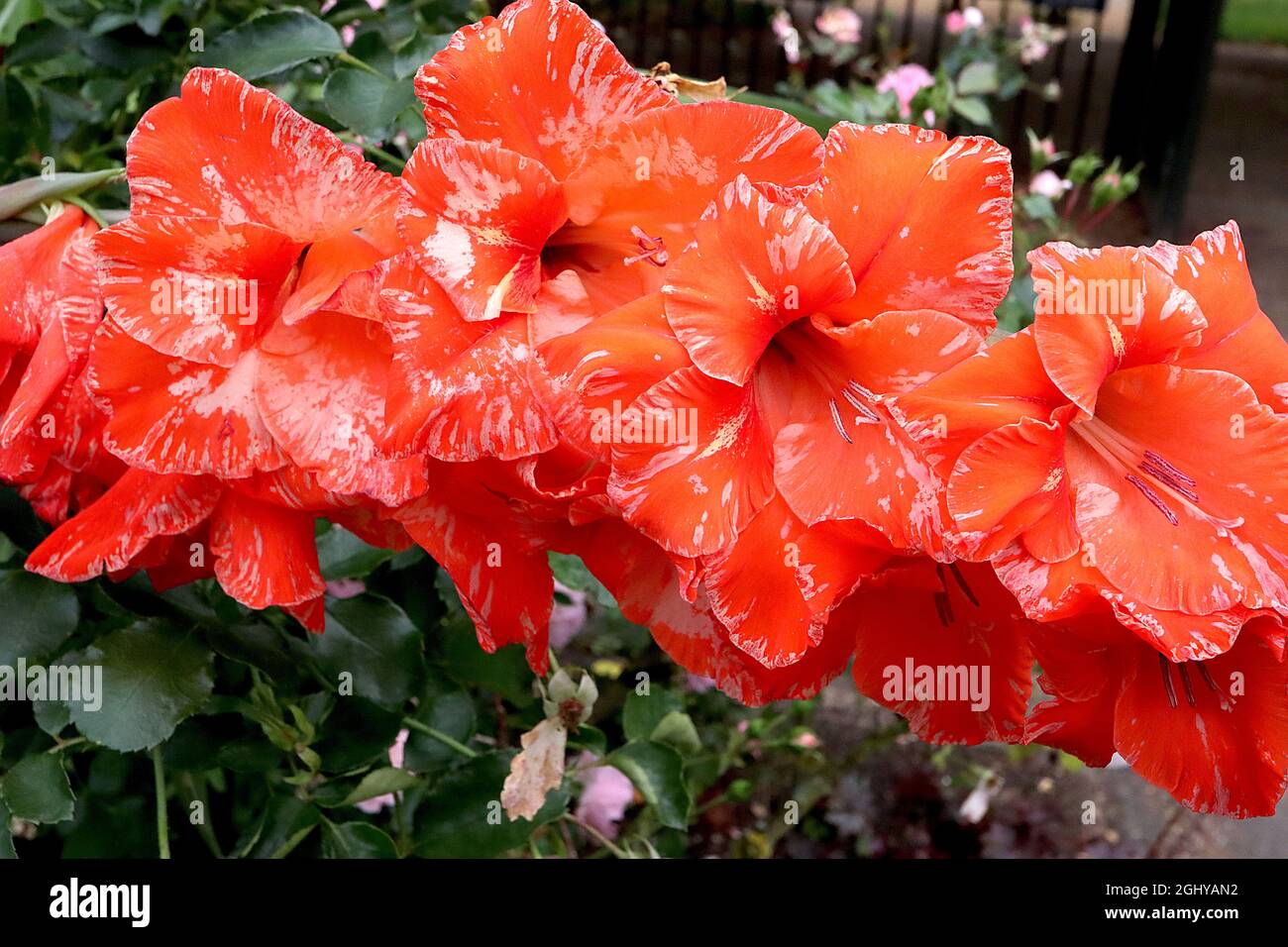 Pale Red Flowers