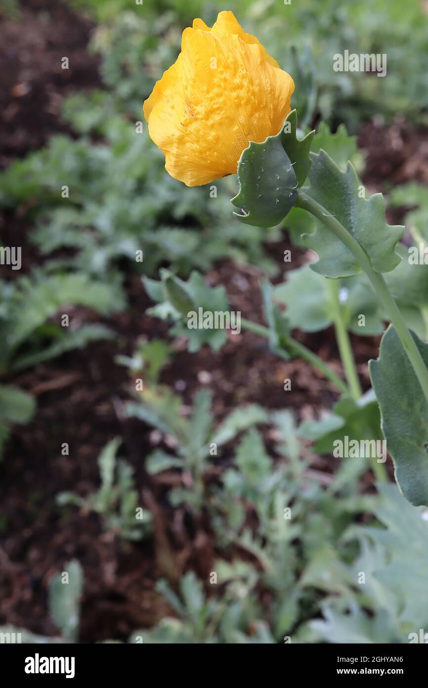 Poppy leaves hi-res stock photography and images - Alamy