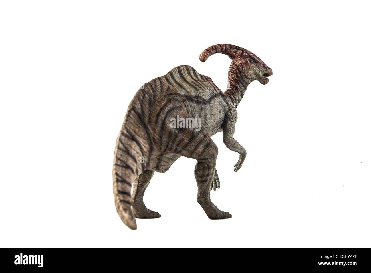 Parasaurolophus Dinosaur on white background Stock Photo - Alamy