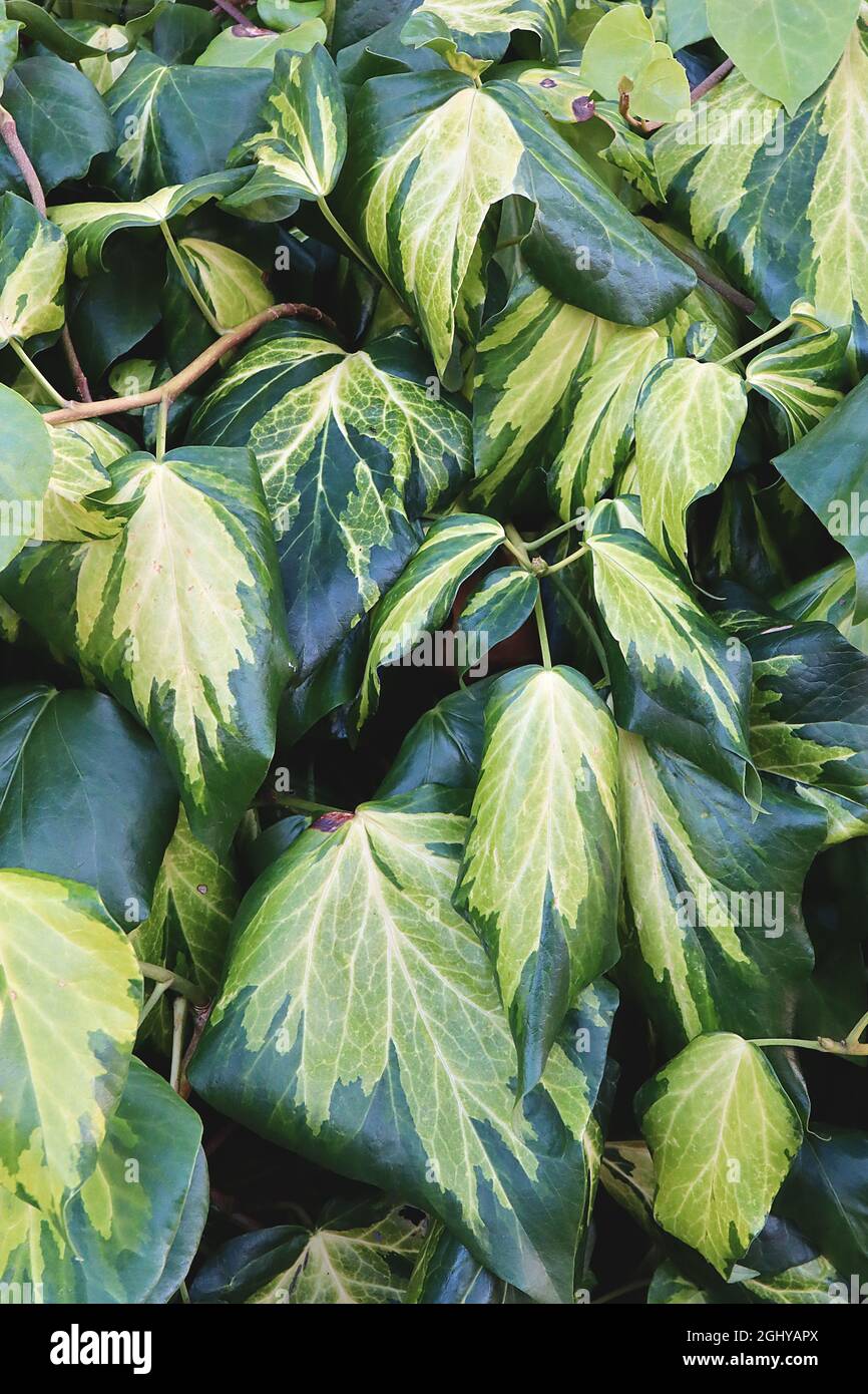 Hedera colchica ‘Sulphur Heart’ Persian ivy Sulphur Heart – dark green ...