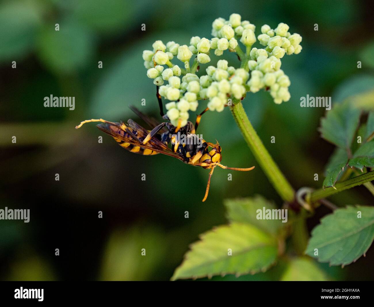 Bushkiller vine flowers hi-res stock photography and images - Alamy