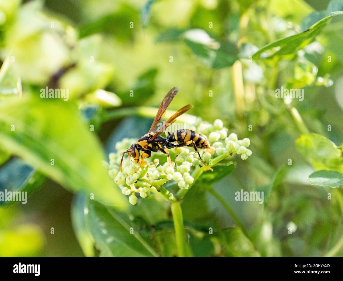 Bushkiller vine flowers hi-res stock photography and images - Alamy