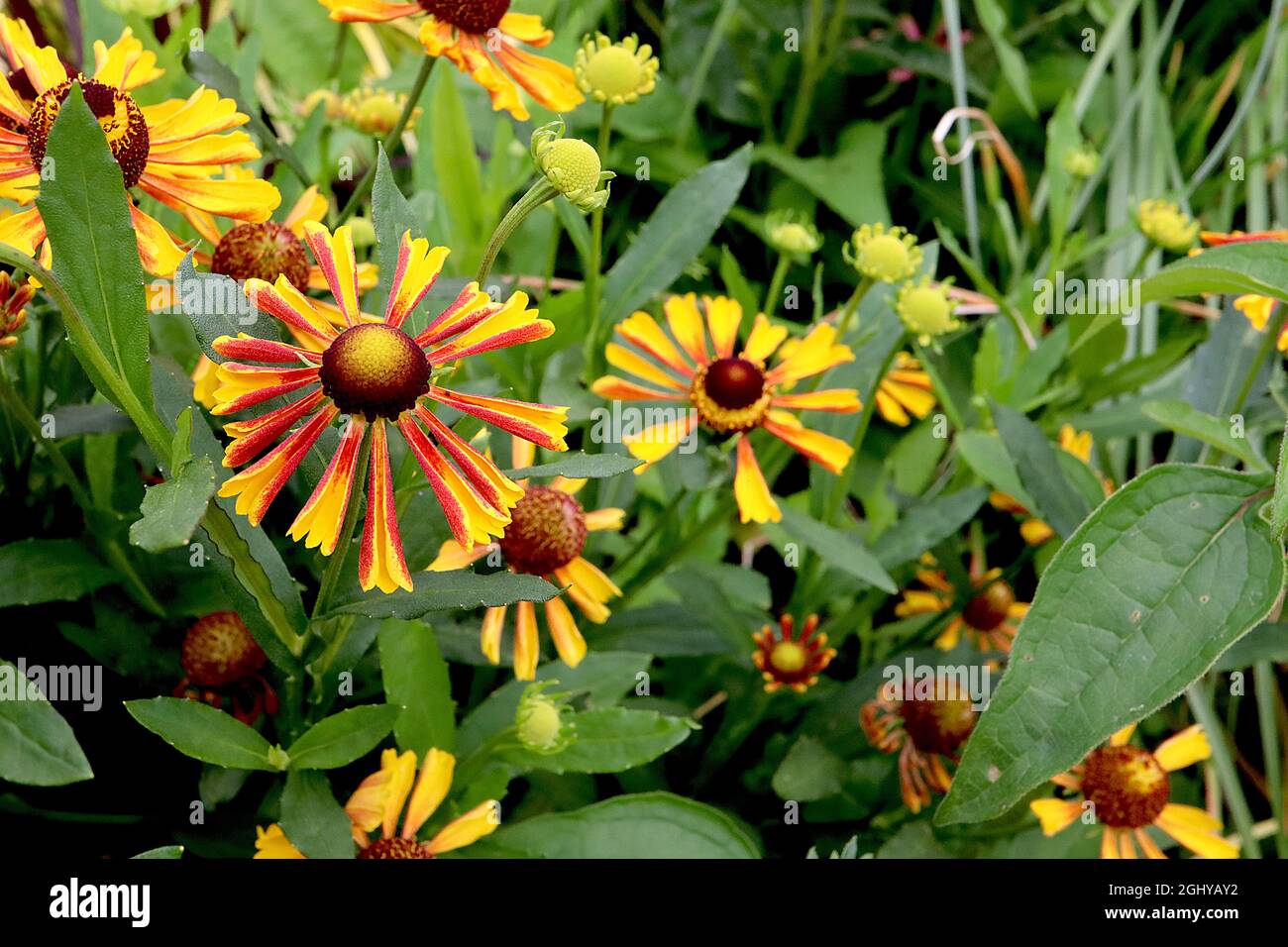 Helenium autumnale ‘Loysder Wieck’ sneezeweed Carnival – yellow flowers ...