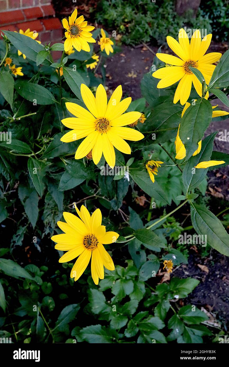 Helianthus ‘Lemon Queen’ sunflower Lemon Queen – small lemon yellow ...