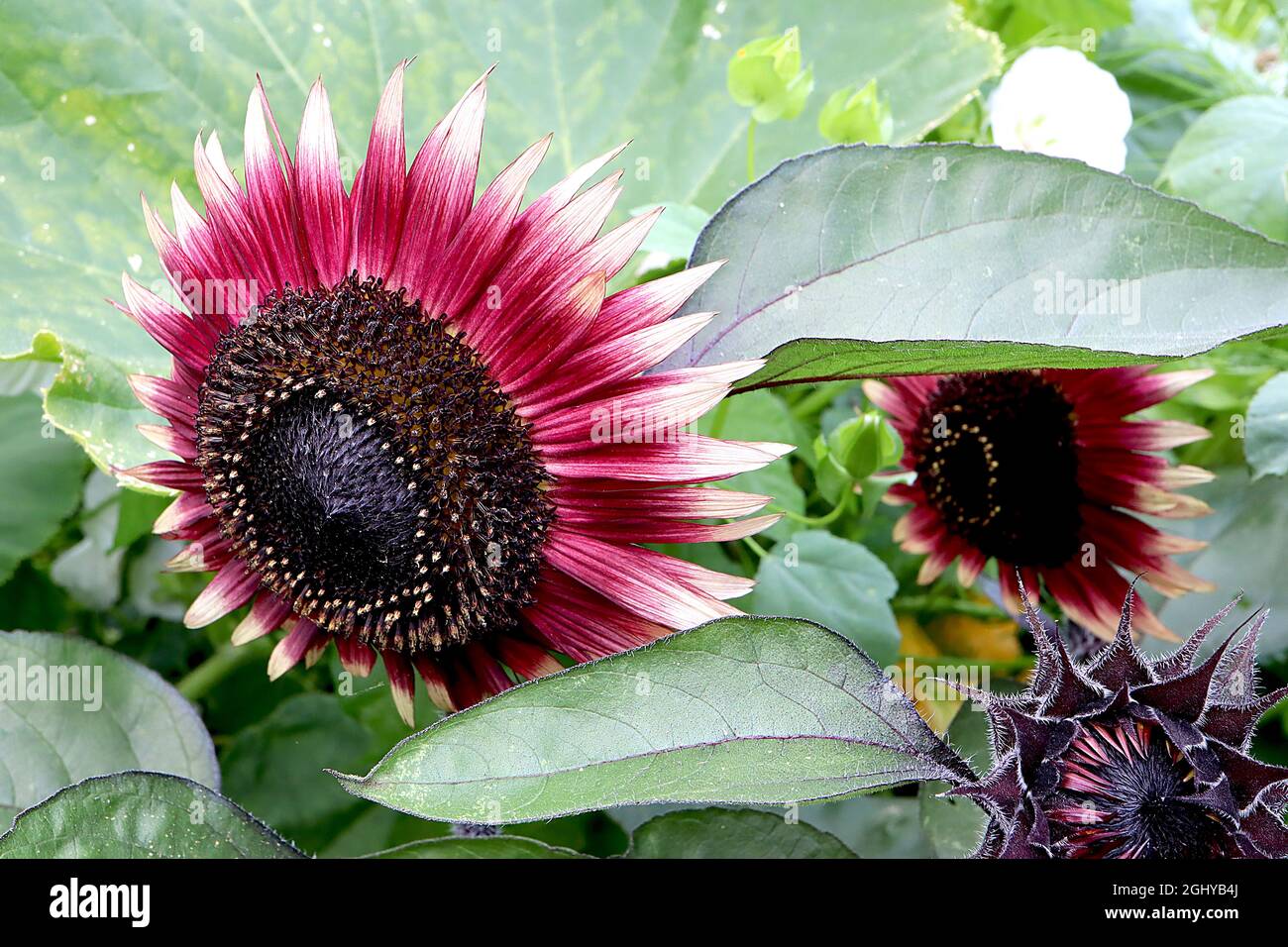 Sunflower ms mars hi-res stock photography and images - Alamy
