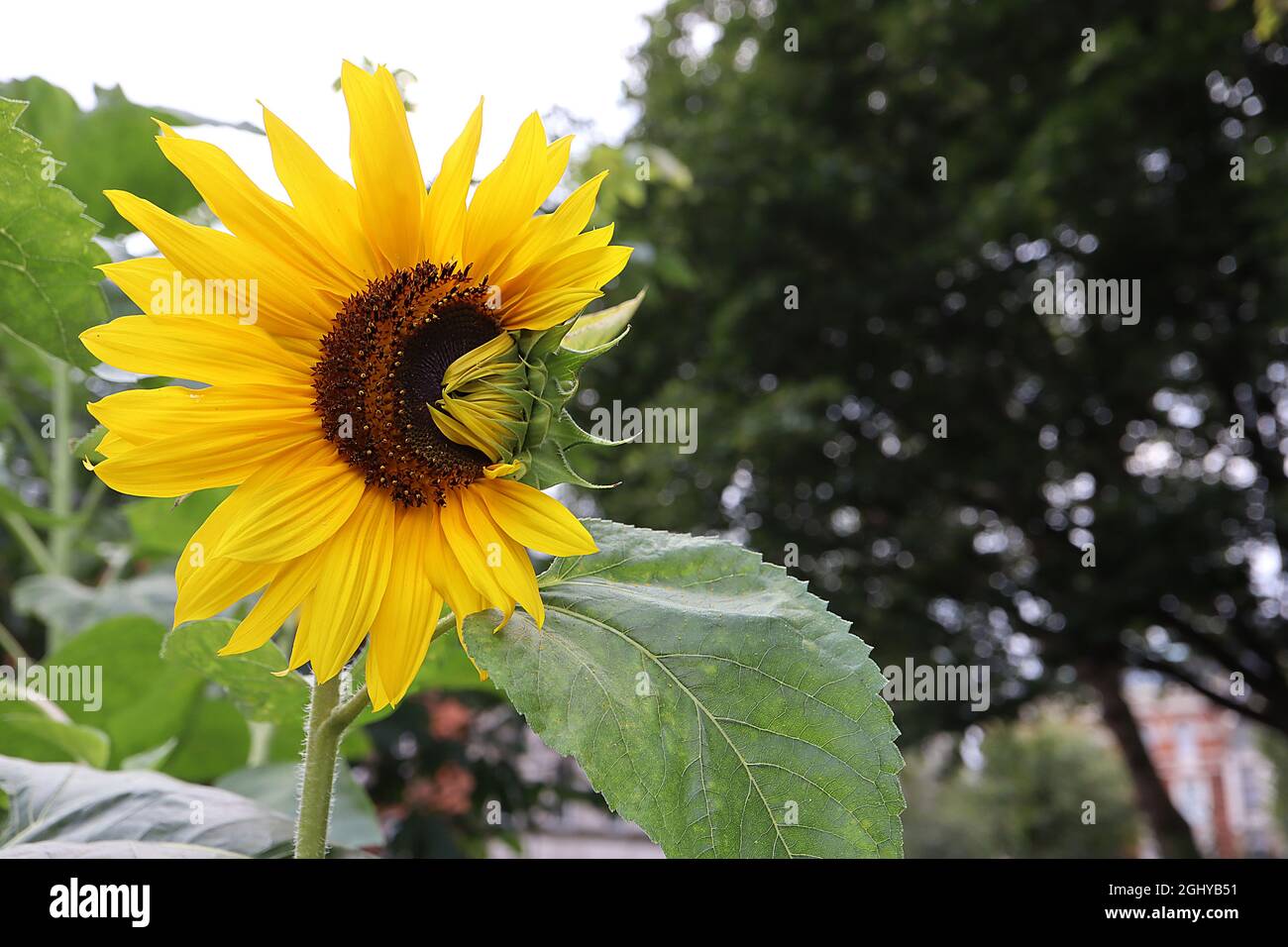 Helianthus annuus ‘Russian Giant’ sunflower Russian Giant – medium size ...