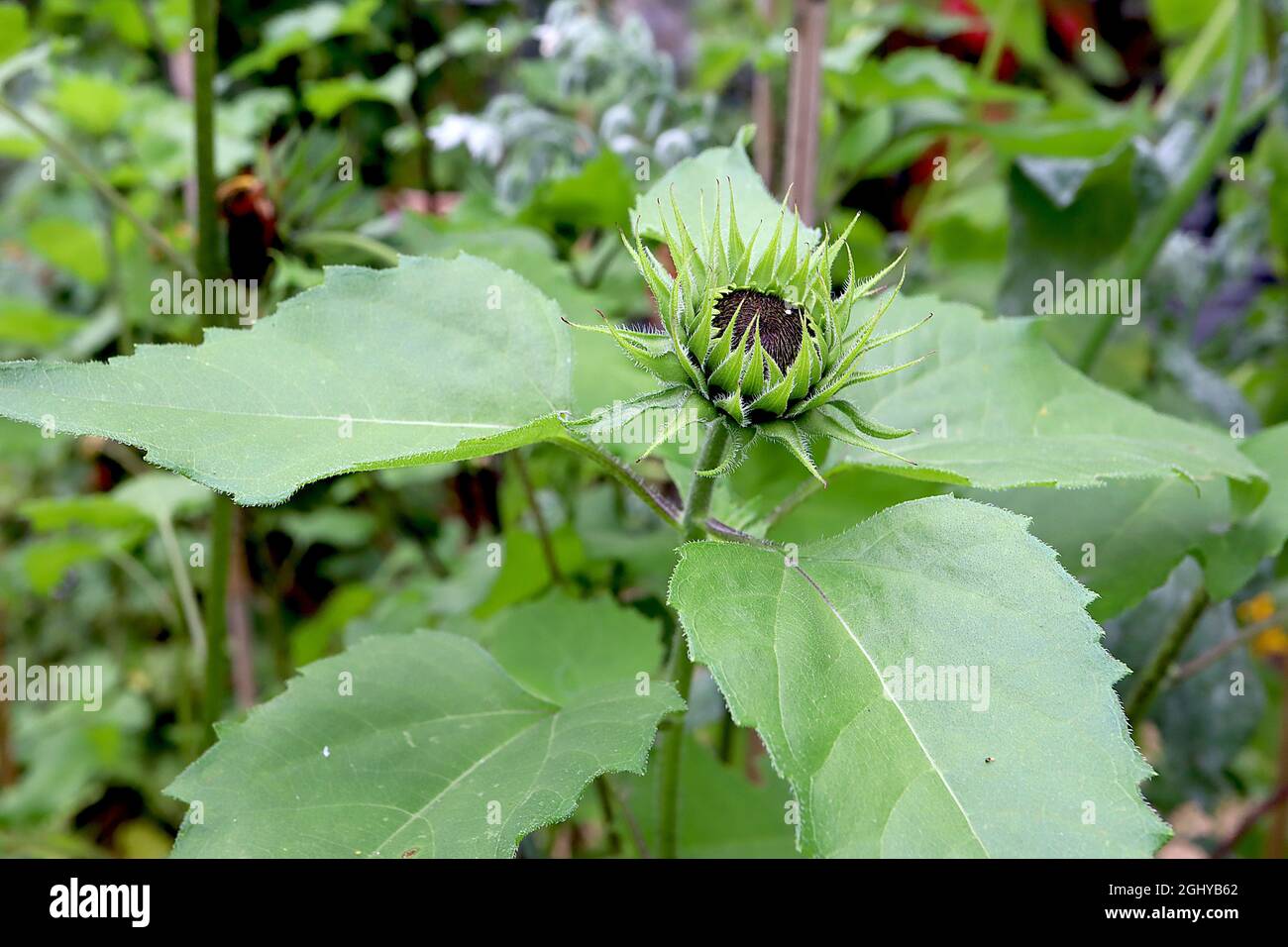 Helianthus sunfill green hi-res stock photography and images - Alamy