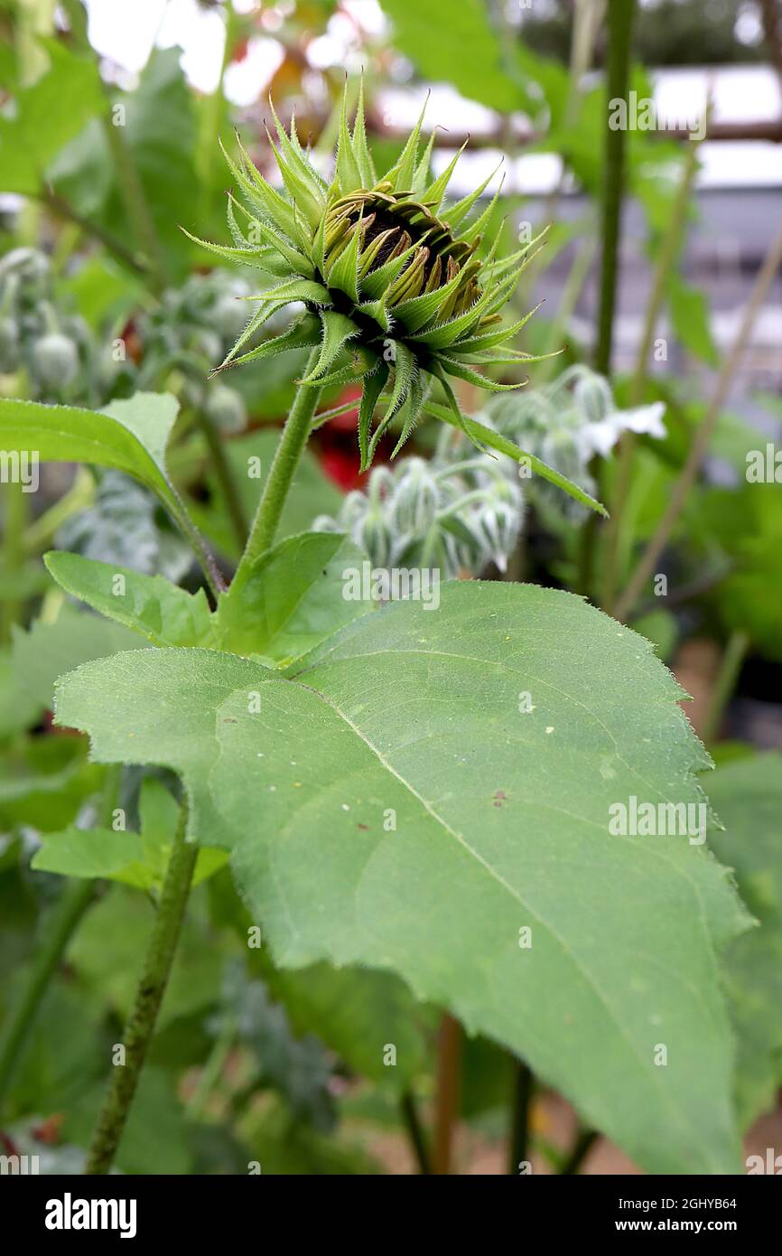 Helianthus annuus ‘SunFill Green’ sunflower SunFill Green – small ...