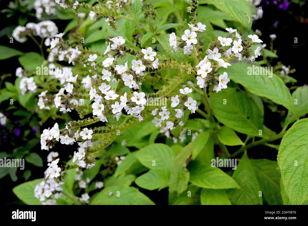 Heliotropium arborescens ‘Alba’ Heliotrope – domed clusters of scented ...