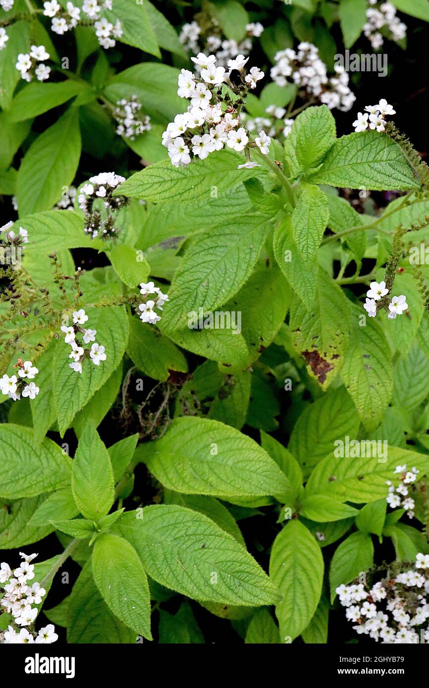 Heliotropium arborescens ‘Alba’ Heliotrope – domed clusters of scented ...