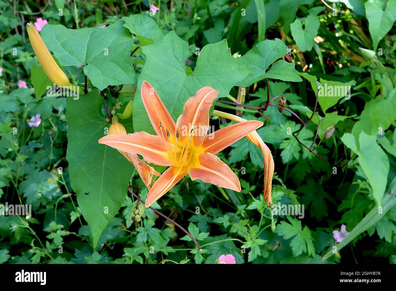 Hemerocallis fulva hi-res stock photography and images - Alamy