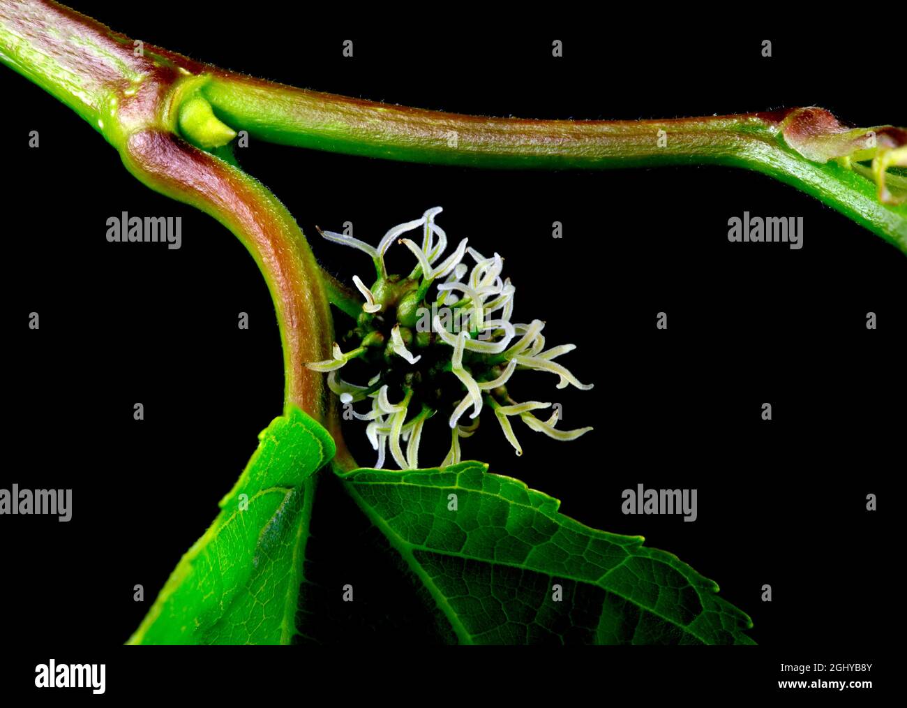Female white mulberry flower hi-res stock photography and images - Alamy