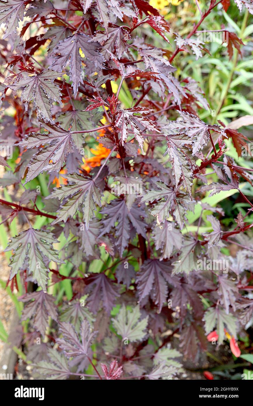 Hibiscus acetosella mahogany splendor hi-res stock photography and ...