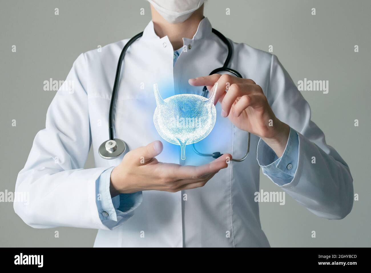 Female bladder anatomy hi-res stock photography and images - Alamy