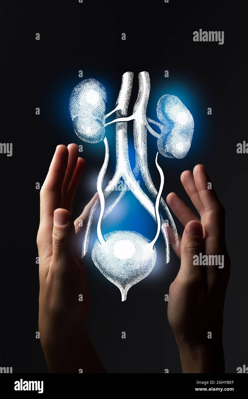 Renal system hi-res stock photography and images - Alamy