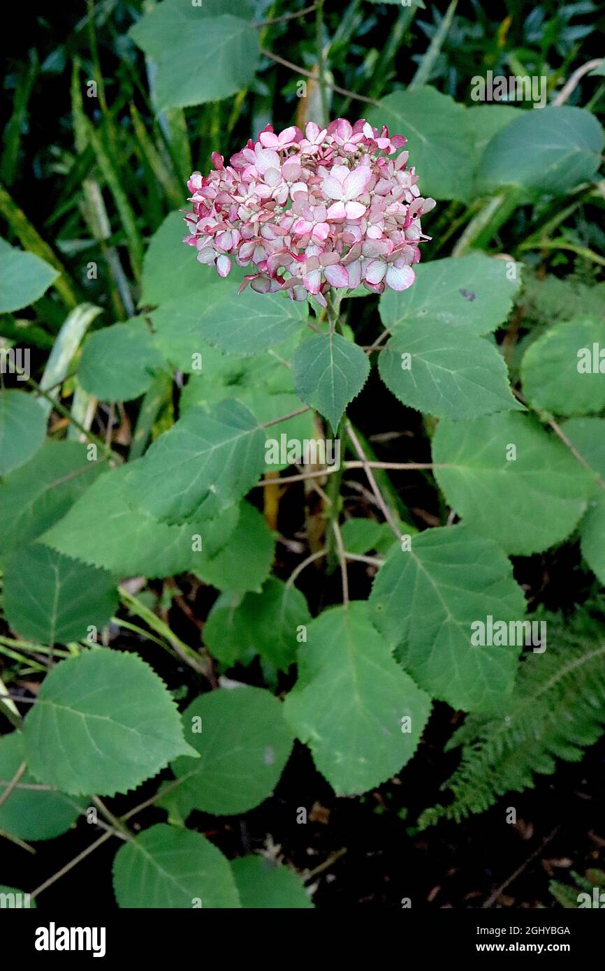 Hydrangea arborescens ‘Invincibelle Mini Mauvette’ miniature hydrangea ...