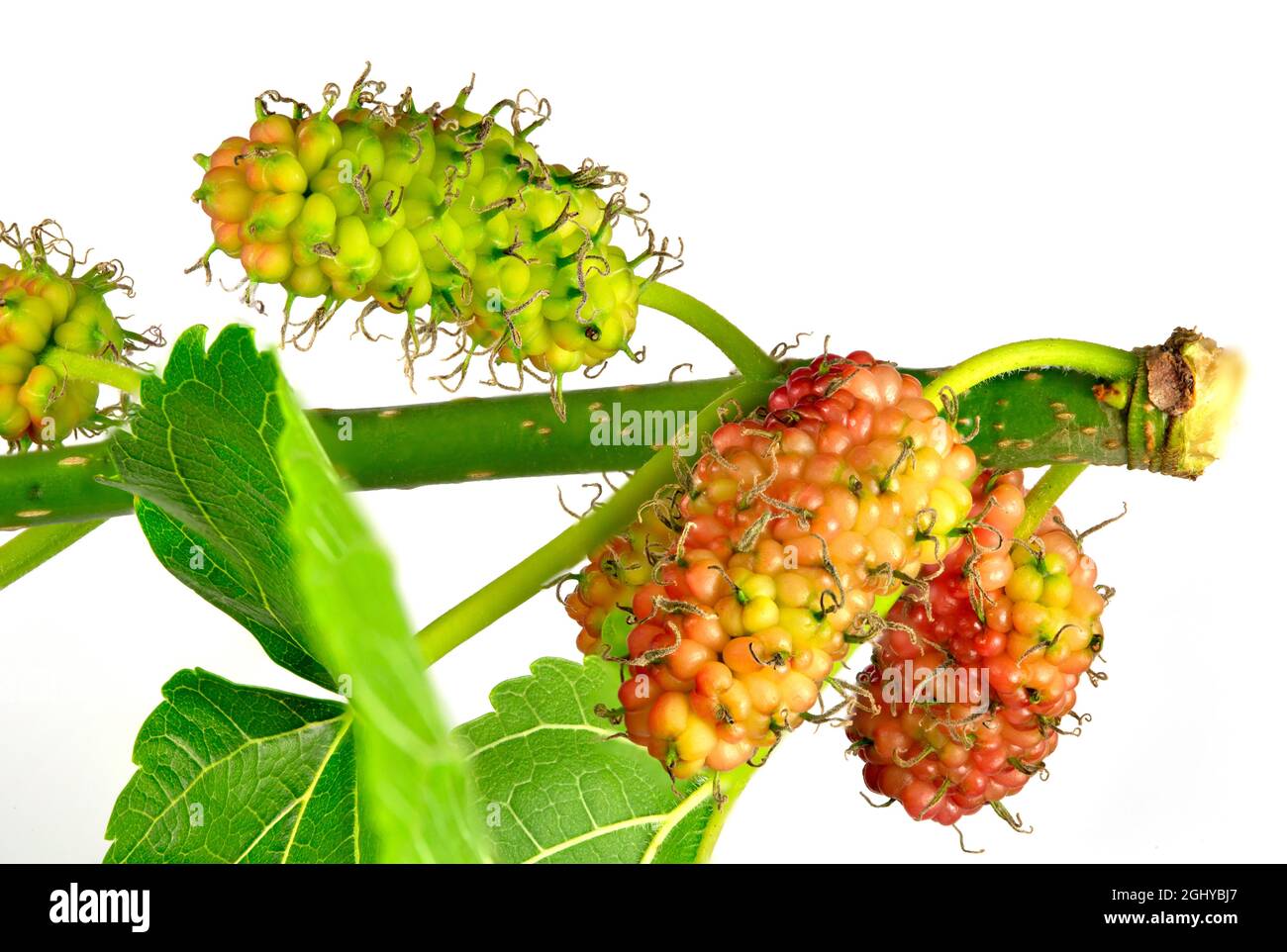 Early stages of the Mulberry Morus Nigra Fruit, showing the cluster of ...