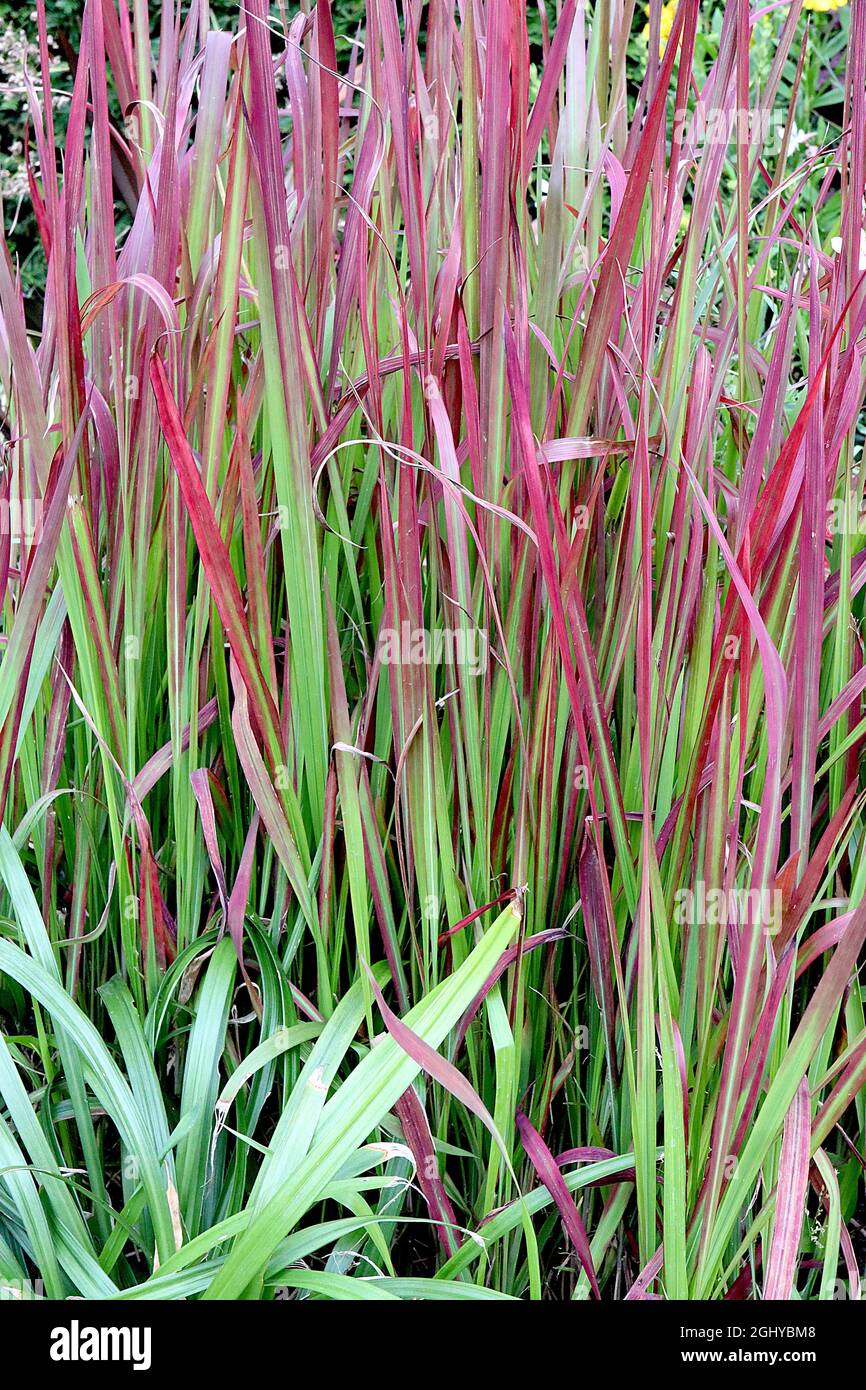 Imperata cylindrica ‘Red Baron’ cogon grass Red Baron – short bicolor ...