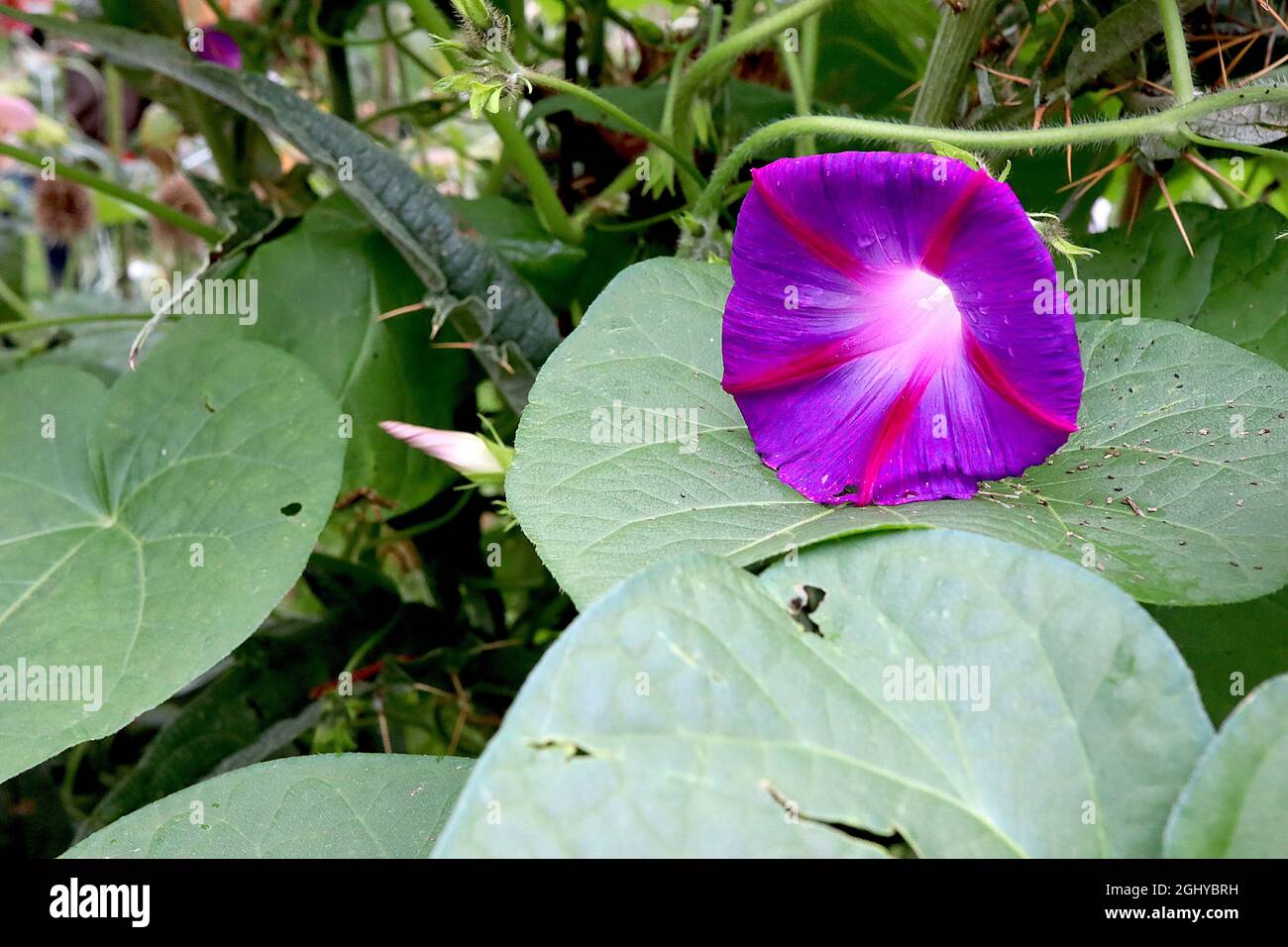 Ipomoea purpurea Star of Yelta morning glory Star of Yelta – deep ...
