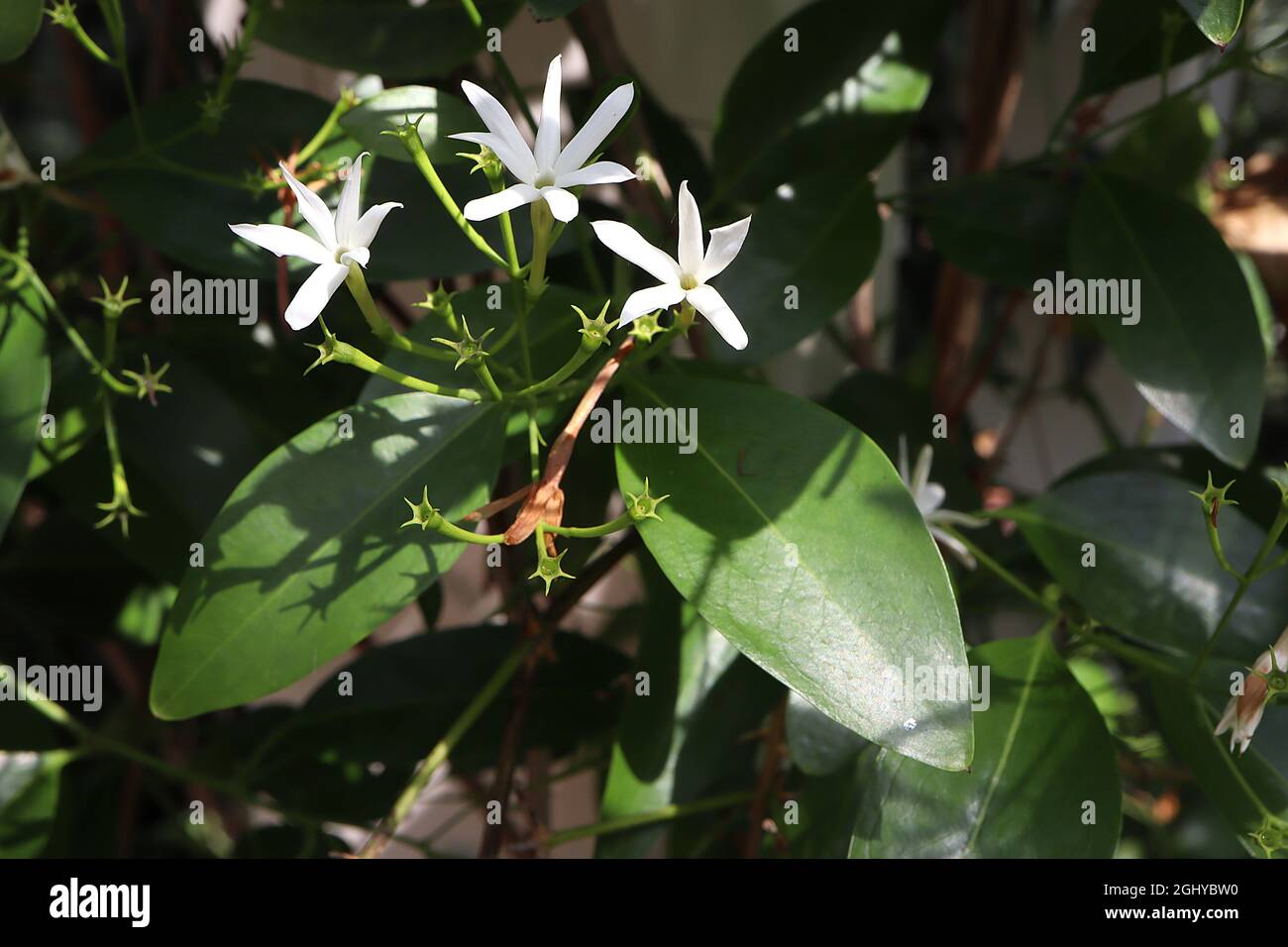 Jasminum leratii privet-leaved jasmine – small clusters of white ...