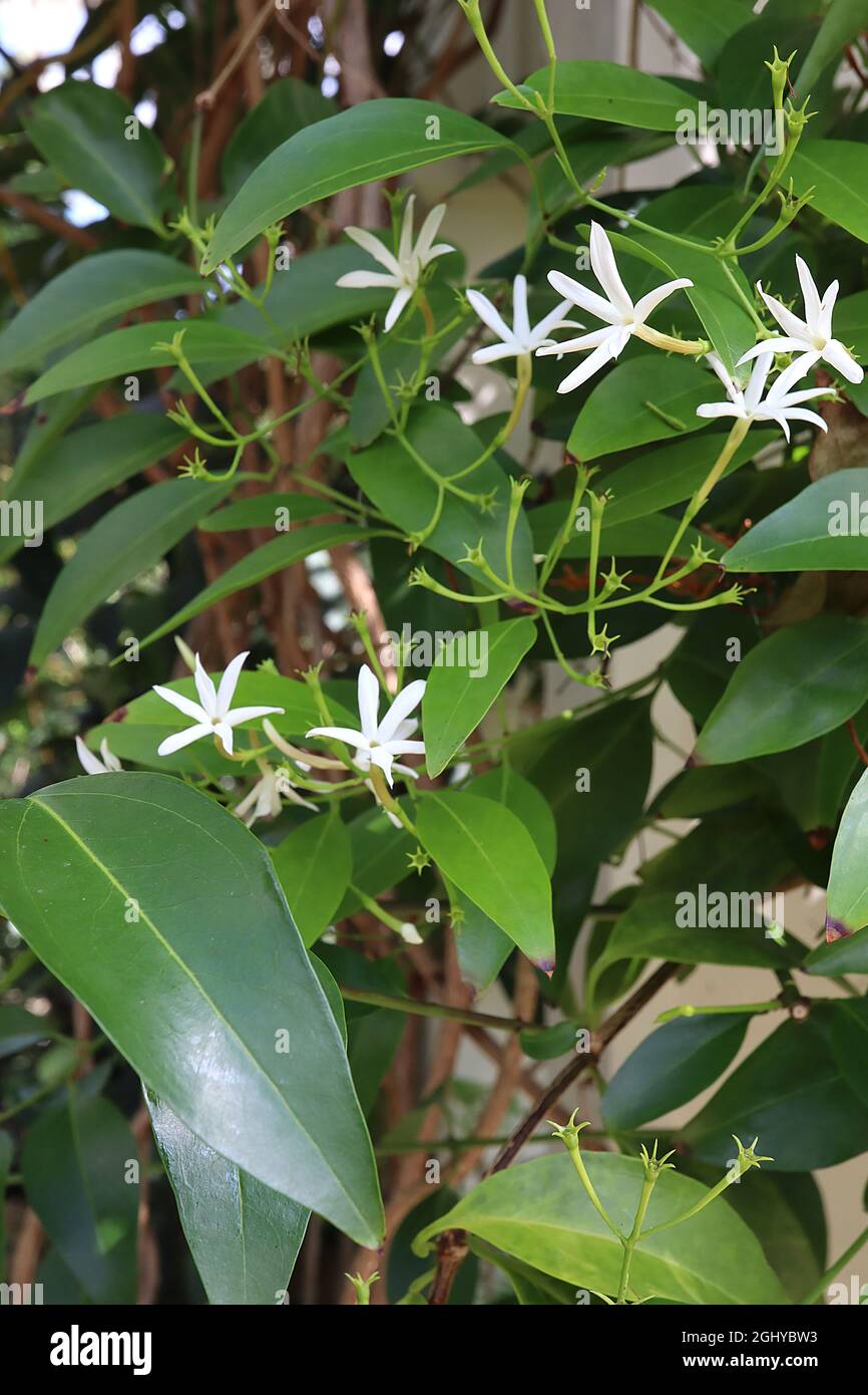 White star jasmine petals hi-res stock photography and images - Alamy
