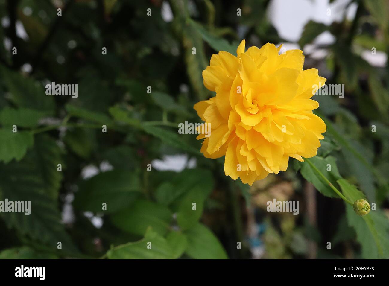 Kerria japonica flore pieno hi-res stock photography and images - Alamy