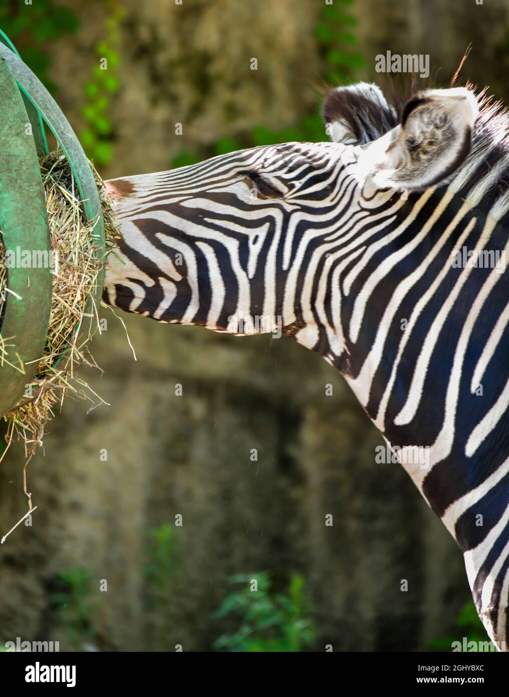 Zebra head feeding at the city zoo Stock Photo - Alamy