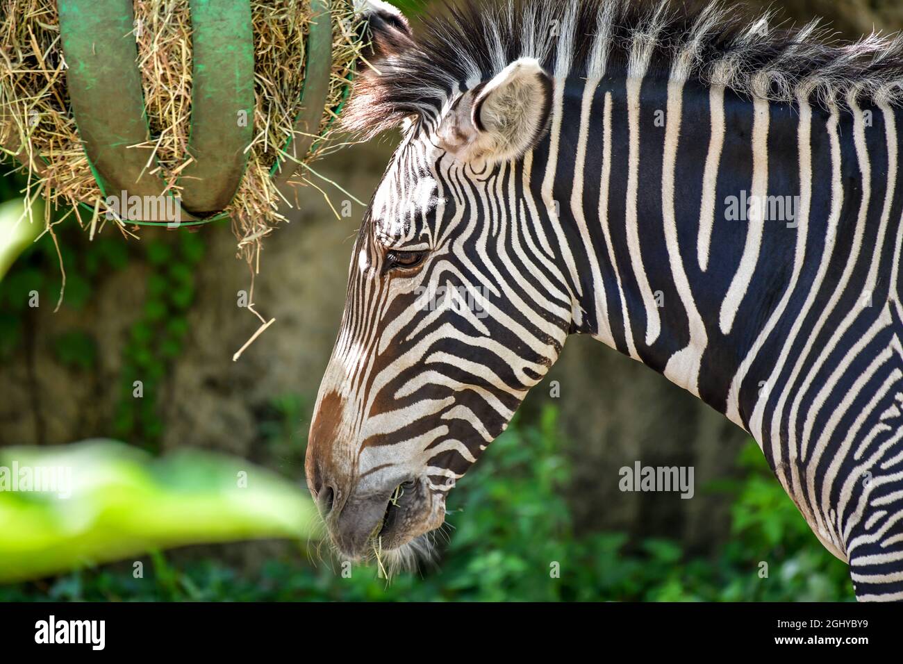 Zebra head feeding at the city zoo Stock Photo - Alamy